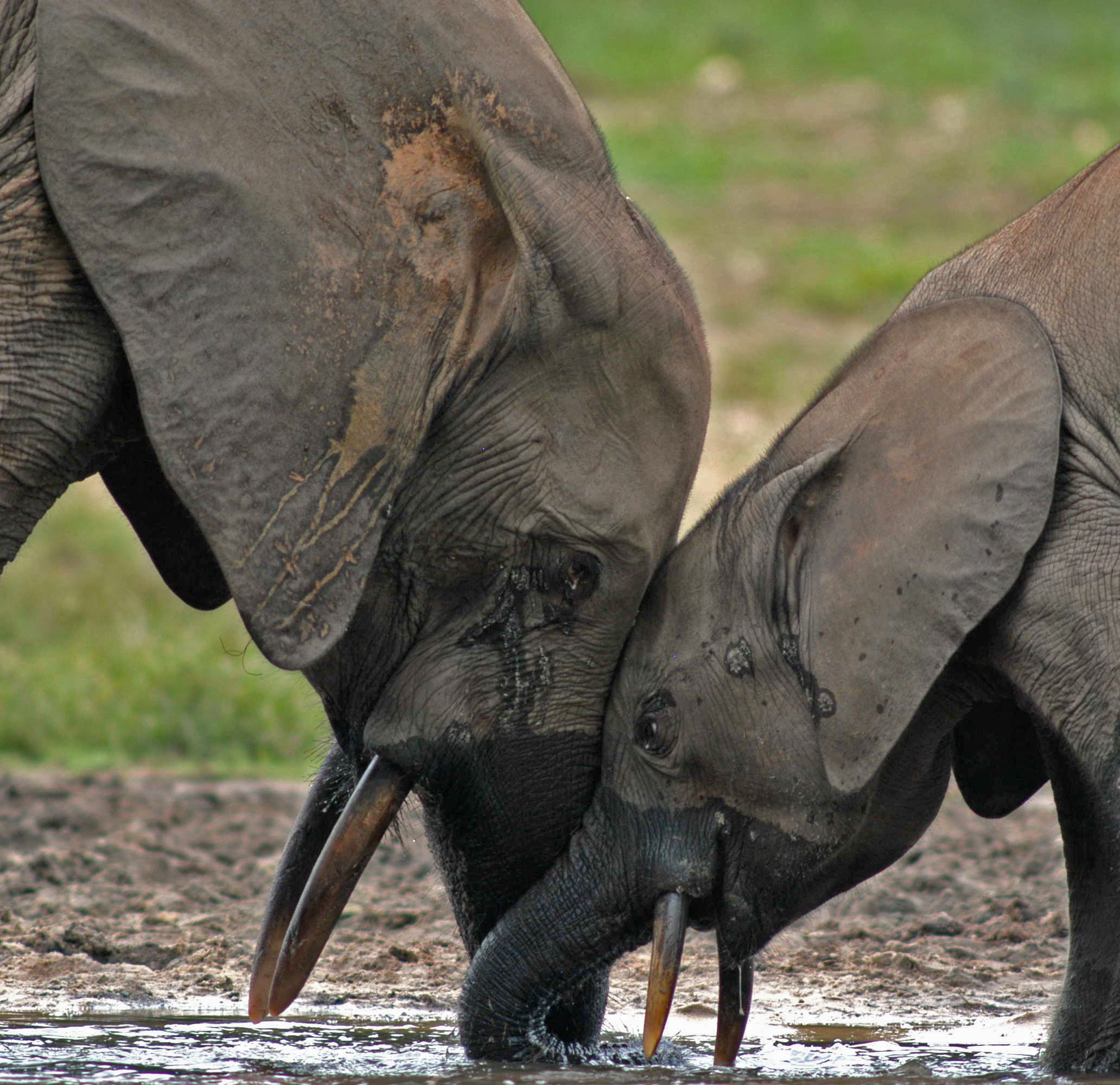 LitLinks: How Elephants Can Make Your Sound Unit ROAR!