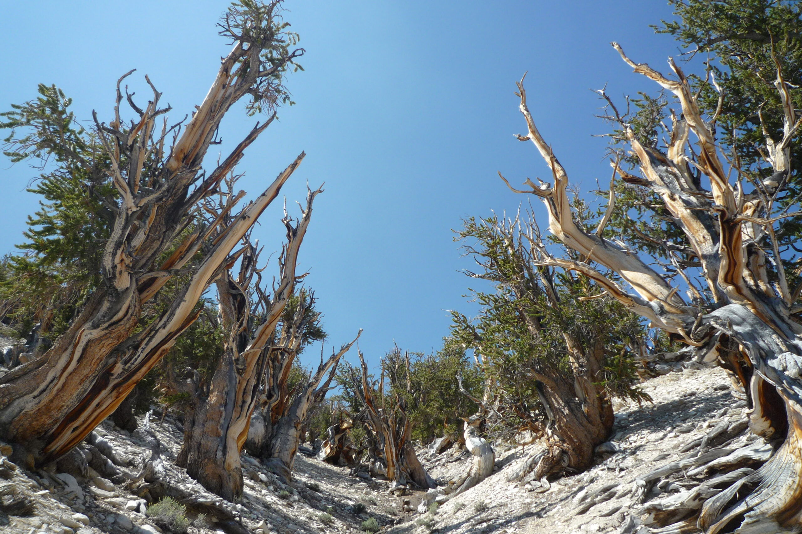 Methuselah Tree Facts